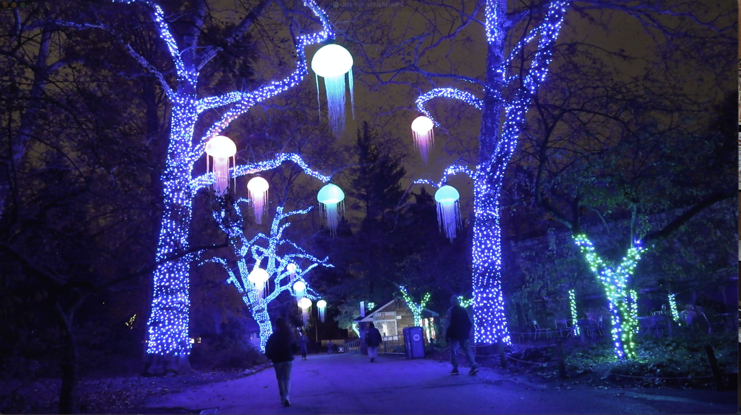 Philadelphia Zoo’s Luminature on Display - Temple Update