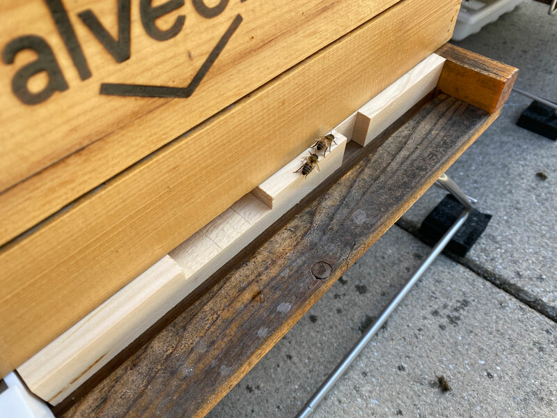 Article: Alvéole creates quite the buzz with IBX headquarters - The Temp